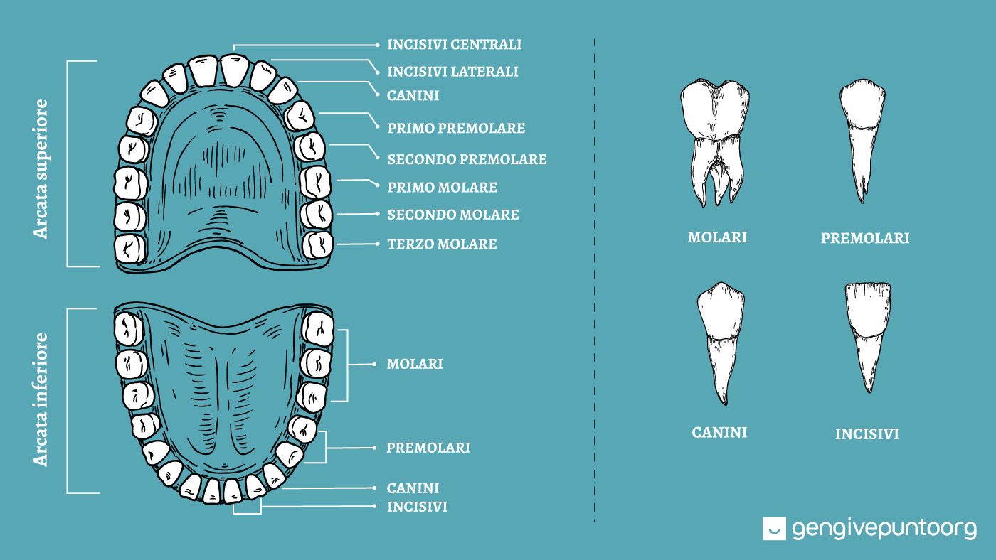 Anatomia Dei Denti
